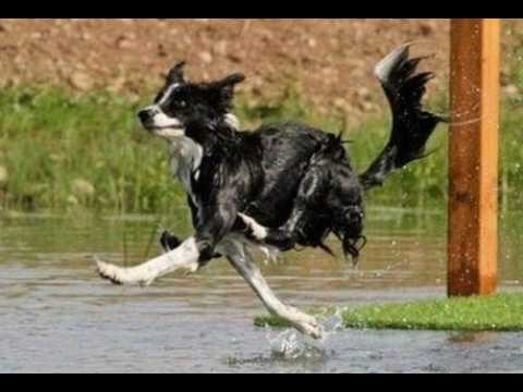 🐈 Bella, öğle yemeği vakti! 🐶 En komik hayvan videoları! 🐱