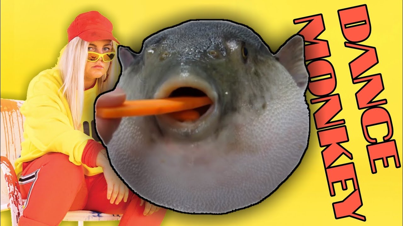 Pufferfish Eats Carrot but it's Dance Monkey - YouTube