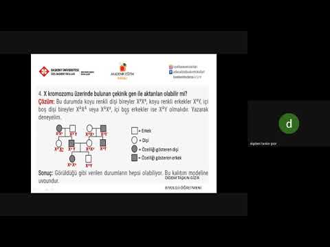 7- Soy Ağacı ve Soruları