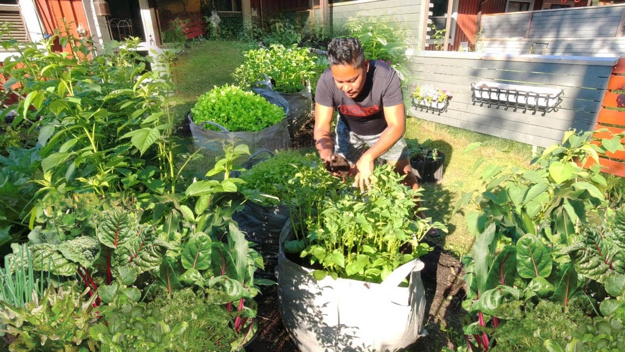MASAGANANG GULAYAN!!! BACKYARD GARDEN!!! VEGETABLE GARDEN! GARDENING ...