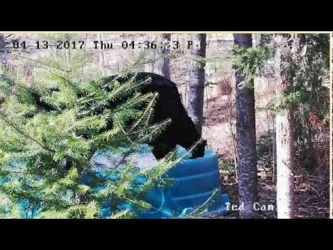 Ted plays "king of the pool"! - 4/13/17 - YouTube