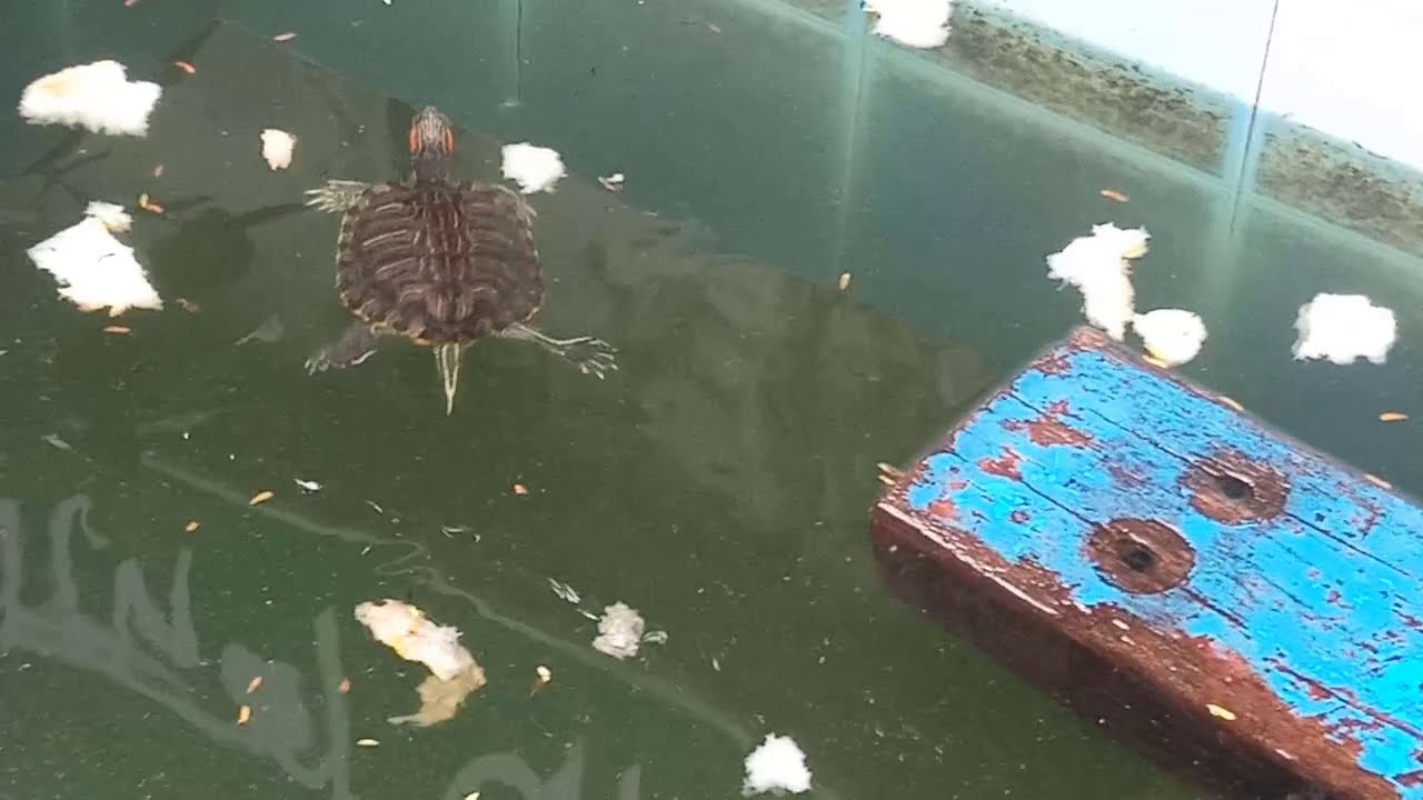 Red-Footed Tortoises at the Zoo | Finding Redfoot Tortoise | Fishing ...