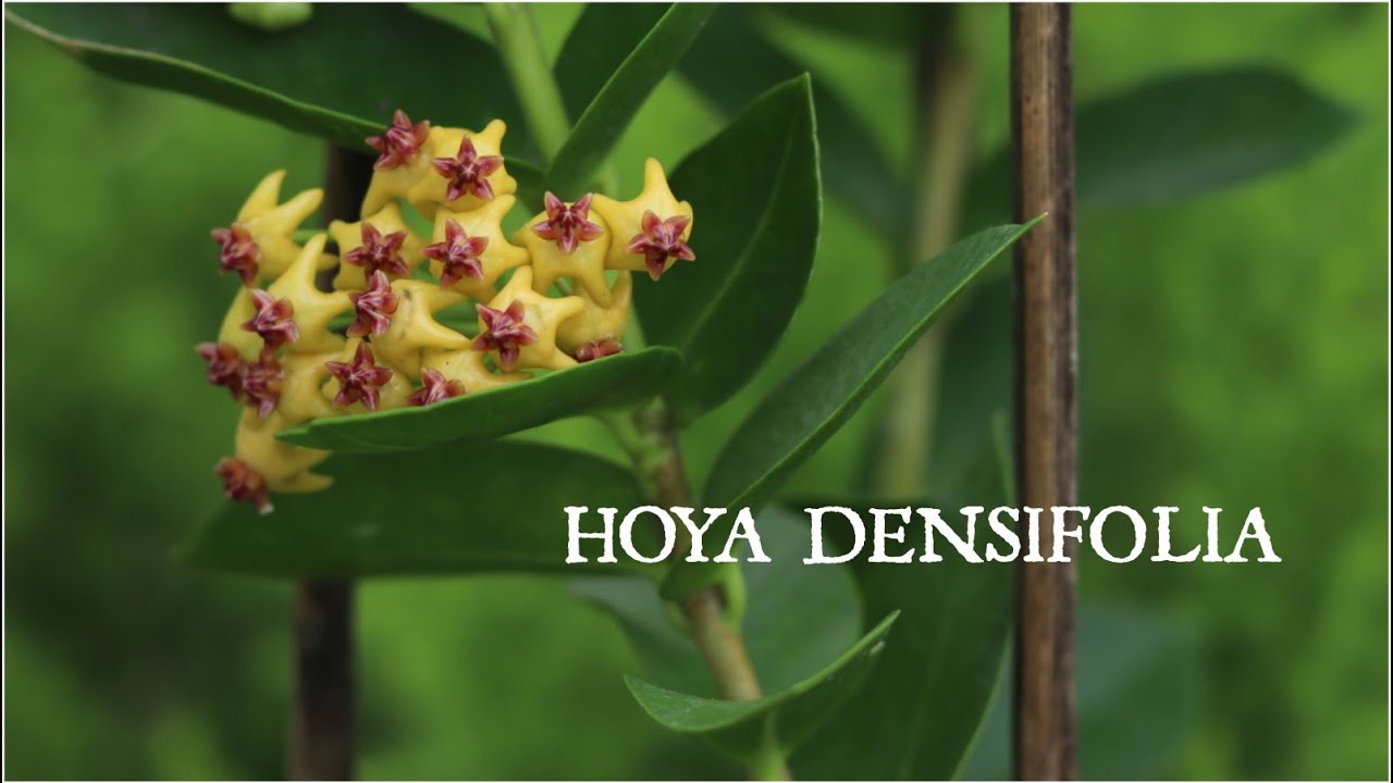 An easy to grow hoya : Hoya densifolia/হোয়া ডেনসিফোলিয়ার পরিচর্যা/ In ...
