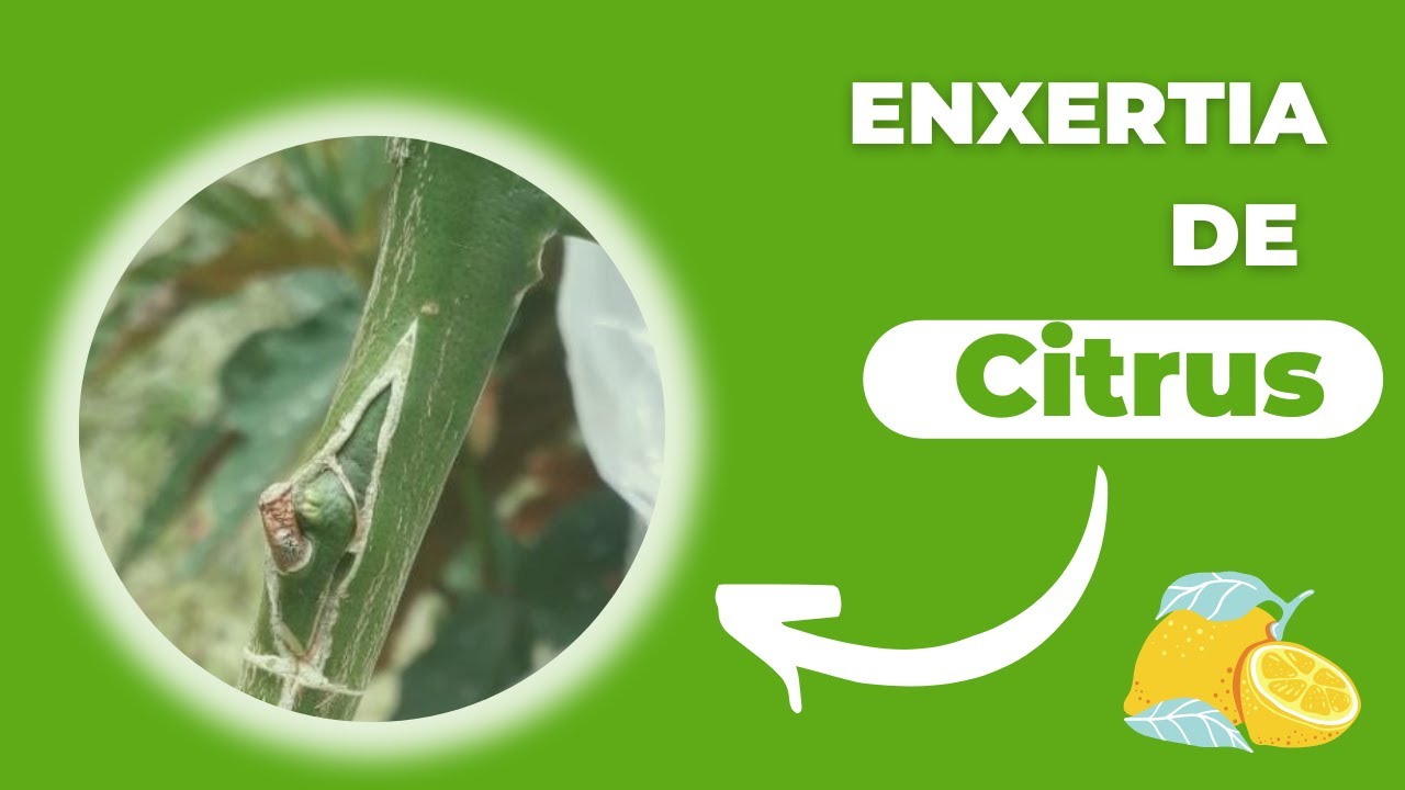 Como fazer Enxertia em citros em T invertido (Passo a Passo) - YouTube