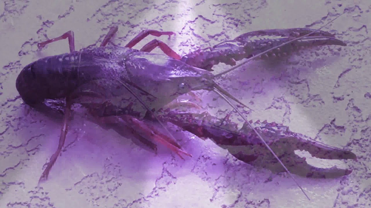 Crayfish dance party - YouTube