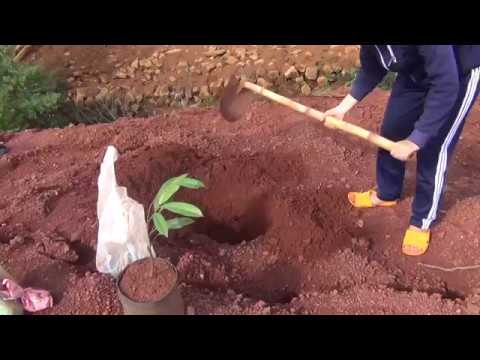 Planting durian tree technique - YouTube