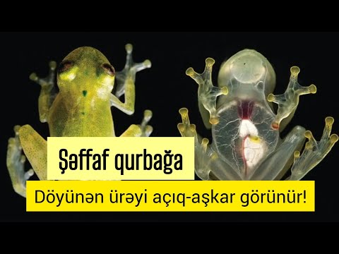 Şəffaf qurbağa!