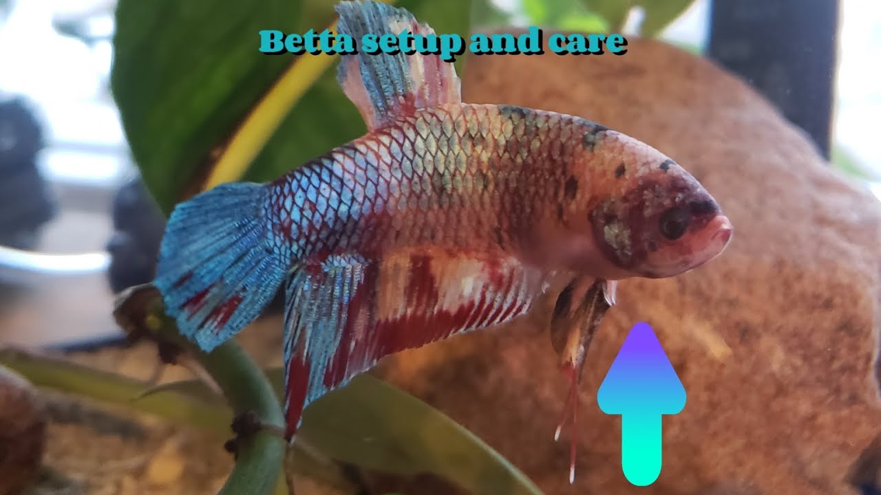 Betta fish care and setup! - YouTube