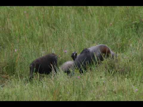 Face-to-face copulation in wild gorillas - YouTube