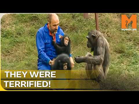 Orphaned Baby Apes Meet an Adult Chimp for the First Time | Monkey Life Season 1 Episode 13