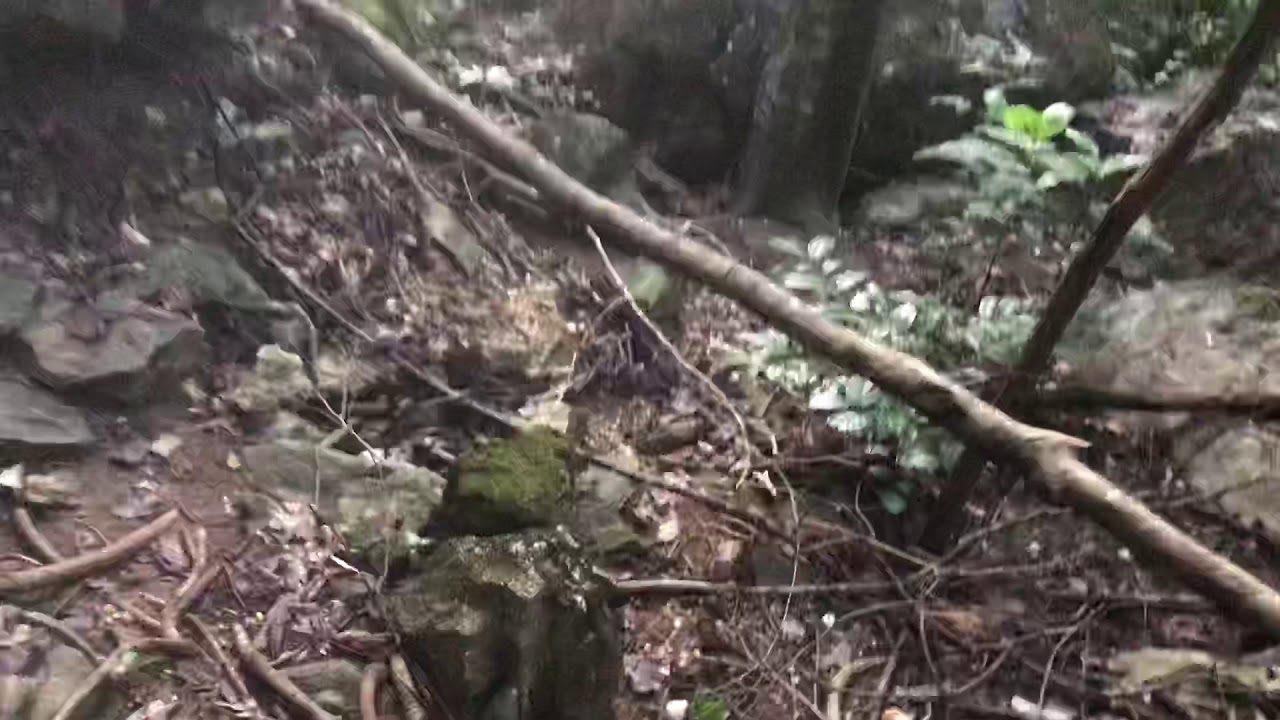 Onoda Trail Cave 1 Nov 15, 2019 小野田寛郎 ルバング島の洞窟への道 - YouTube