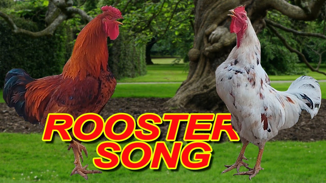 Rooster song red vs white - YouTube