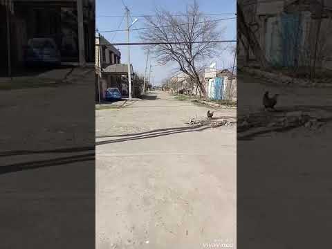 Doğma gencem guzel gencem demiryolun altı bender kucesi uşaqlıq illerim burada keçib