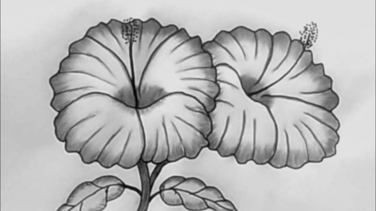 Beautiful flower drowing with pencil|easy drowing - YouTube
