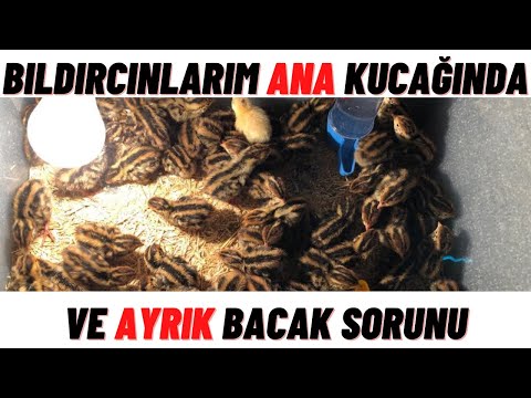 BILDIRCINLARIM ANA KUCAĞINDA VE AYRIK BACAK SORUNU.