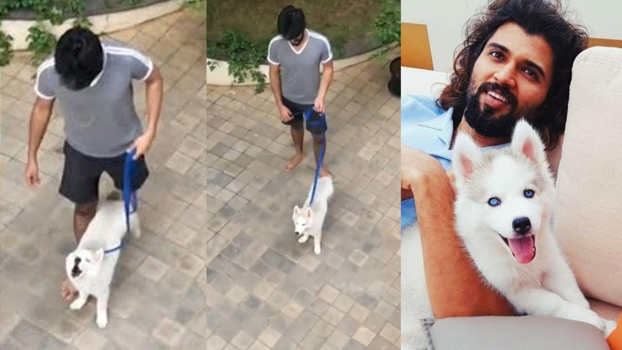 Vijay Devarakonda Playing with his Dog Storm Devarakonda - Cinema ...