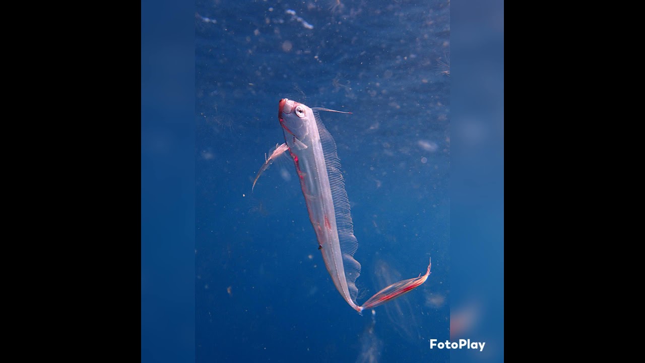 longest fish in the world.oar fish 🐠. please subscribe to my channel 🙏 ...
