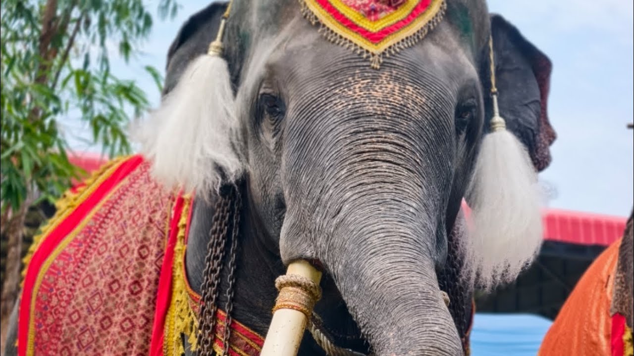 ยายแสงส่งของ - YouTube