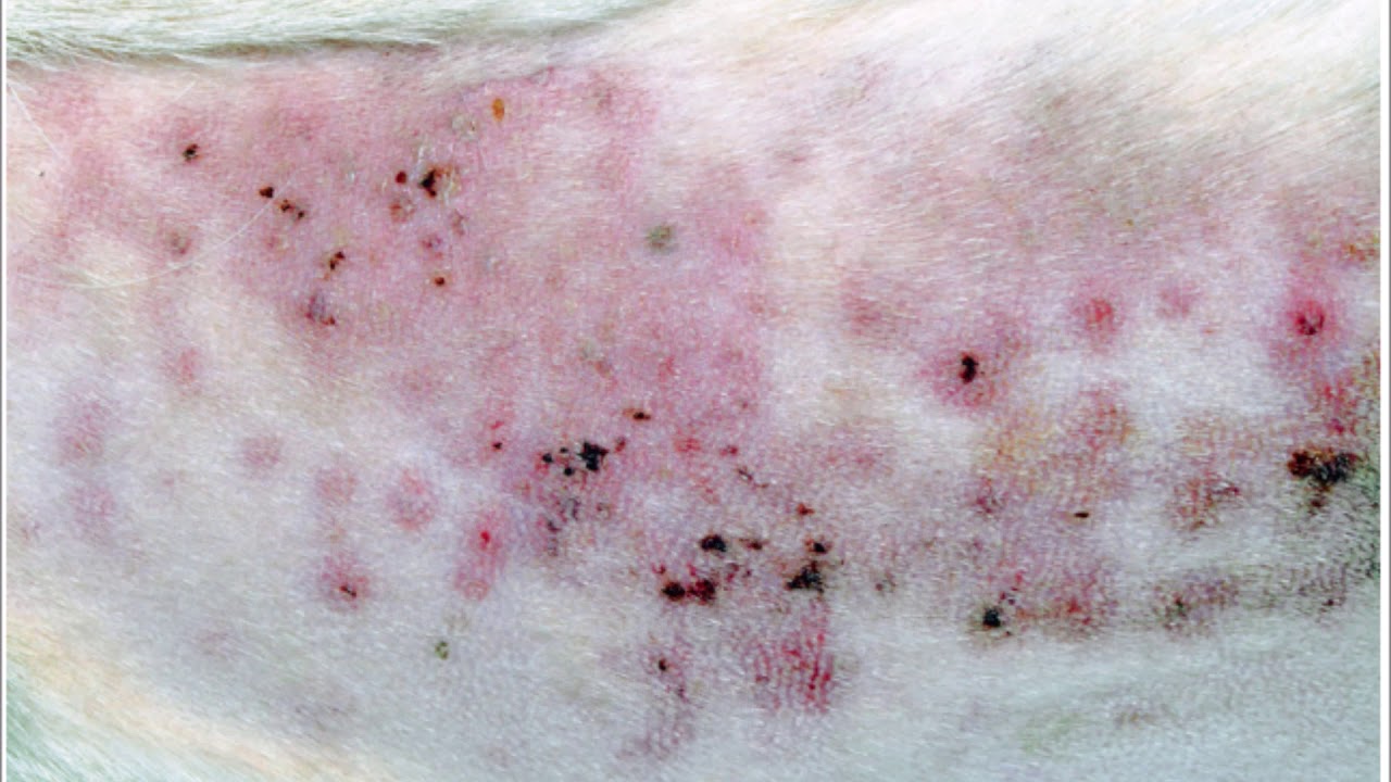 Skin Pyoderma in Dogs, #skinindog , #Skin in dog, # Skindog - YouTube