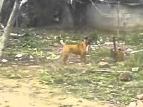 silifkenin kahraman horozu.3GP