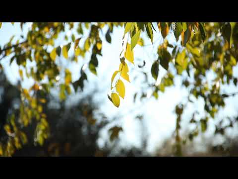 INTRO NATURE CINEMATIC VIDEO CLIPS FOR VIDEO EDITOR - YouTube