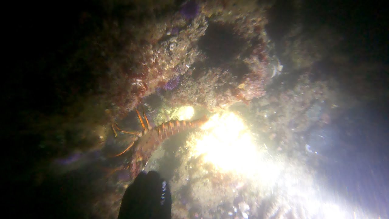 When you finally go Lobster diving in California in 5k!!! We seen the ...