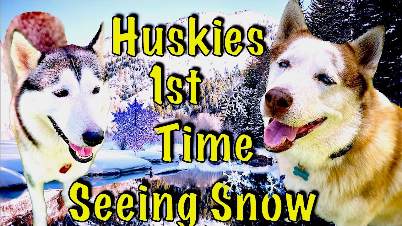 Hawaiian Huskies First Time Seeing Snow on Christmas Day! - YouTube