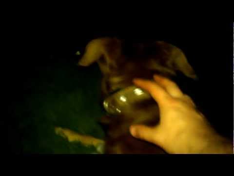 Триллер - Собака баскервилей