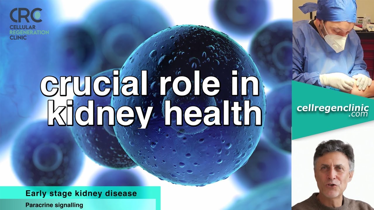 Stem Cell Explainer Series- How Do Treatments Work? Early Stage Kidney Disease- Paracrine ...