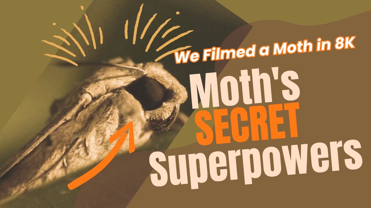 A Moth's Secret Superpowers in 8K: Moth Eyes, Ears, and Senses That ...