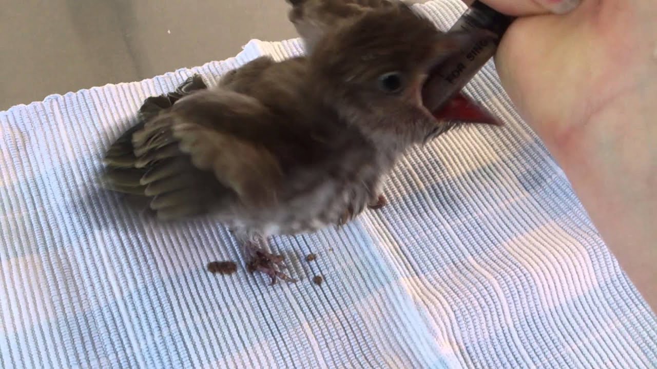 Feeding Baby Figbird - YouTube