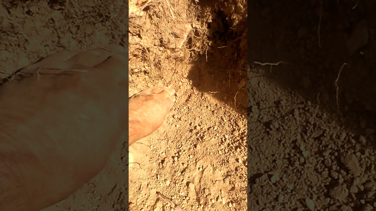 Arizona crystal digging - YouTube