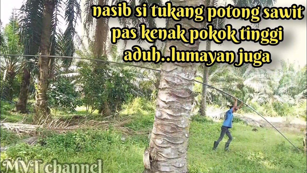 nasib si tukang potong sawit||pas kenak pokok tinggi aduh lumayan juga ...