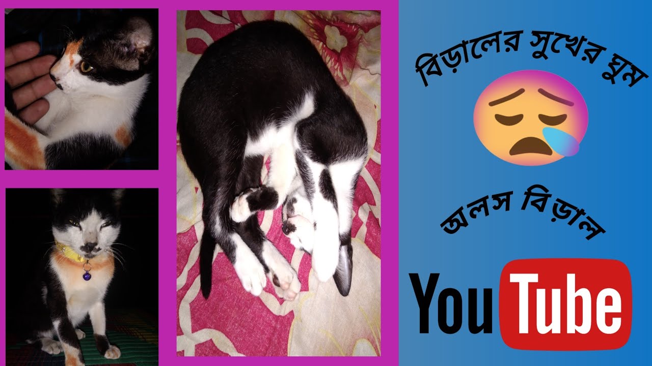 বিড়ালের সুখের ঘুম।।biraler cartoon..biraler cartoon biraler gan ...