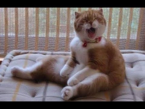 Funny cats video | Died laughing with the humor of the cat, Try not to ...