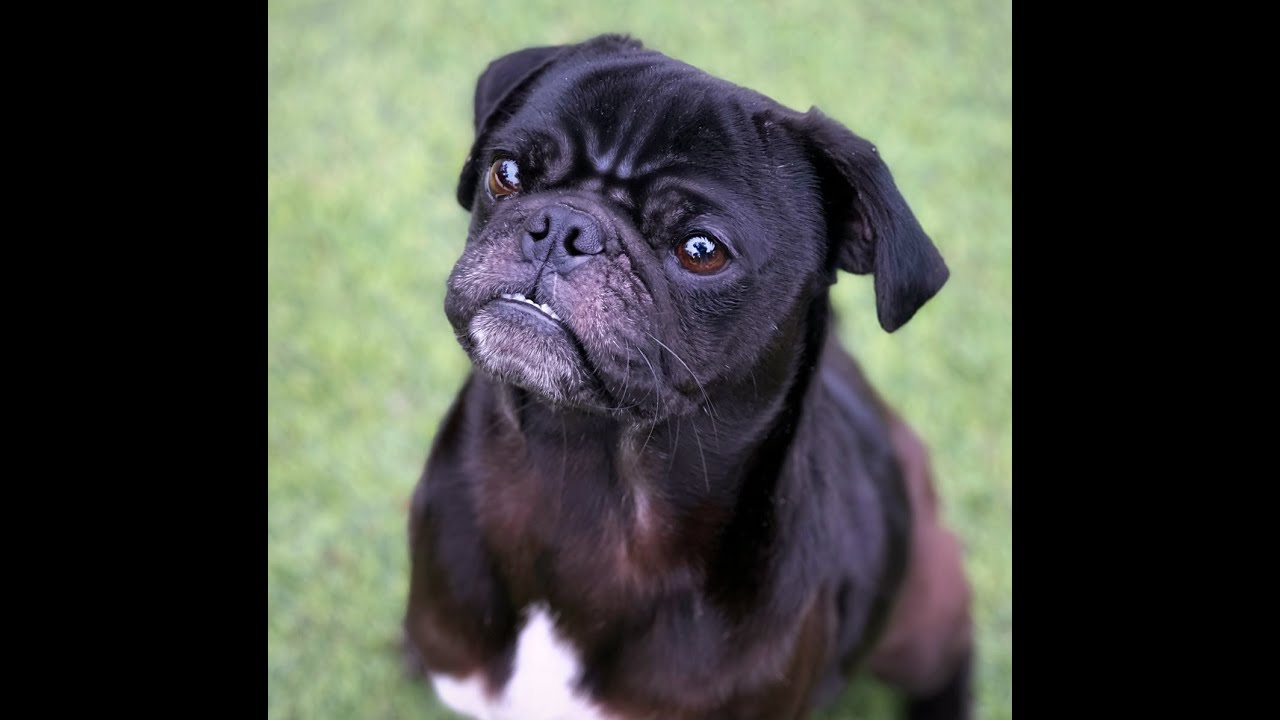 Puggles Pugger Adoption Movie TracysPawsRescue Saving dogs in south ...