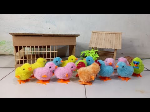 ayam ku mainan, ayam pink, ayam biru, ayam kuning, ayam gaul, ayam ...
