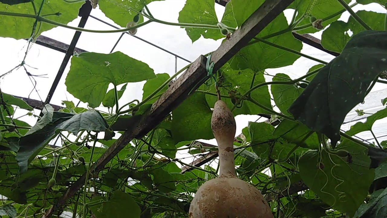 Long Neck Guord - YouTube