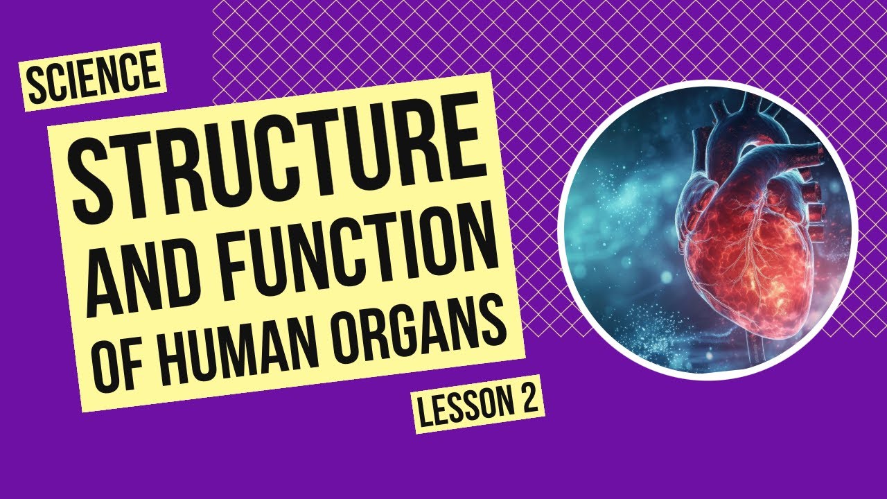 Structure and Function of Human Organs | Science Lesson - YouTube