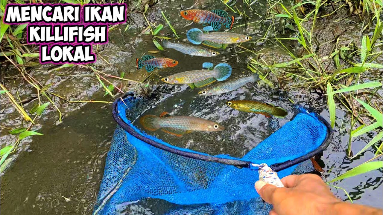 MENCARI KILLIFISH LOKAL DISUNGAI DAPAT WARNA BIRU DAN KUNING - YouTube