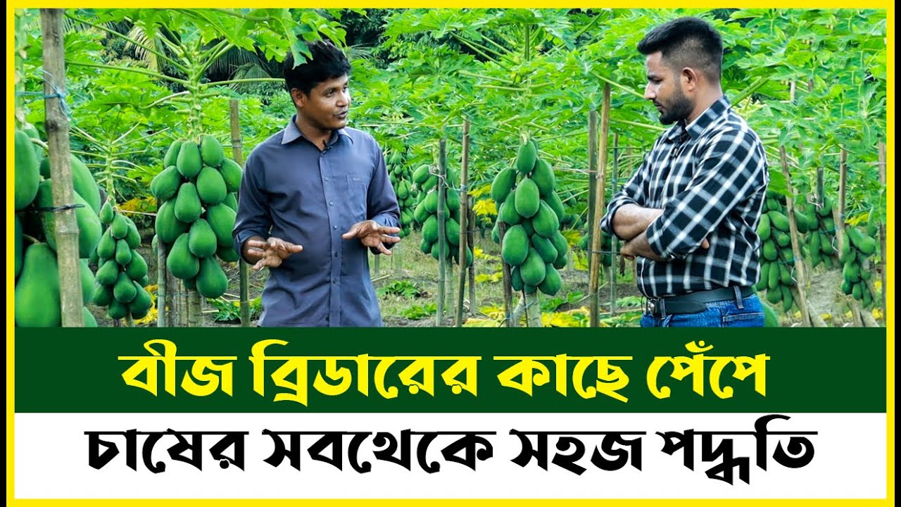 🥑পেঁপে চাষের সবথেকে সহজ এবং কার্যকরি পদ্ধতি জানুন পেঁপের বীজ ব্রিডার এর কাছে | Agro-1 Seed - YouTube