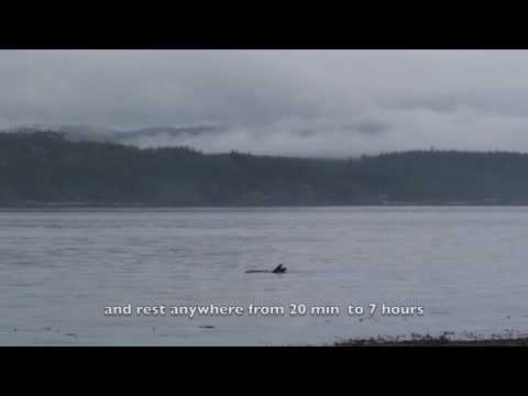 How do orcas sleep? - YouTube
