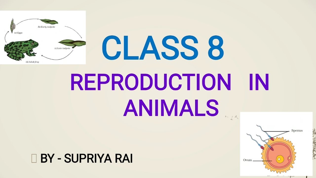 REPRODUCTION IN ANIMALS| CLASS 8| Quick Revision| Reproductive System ...
