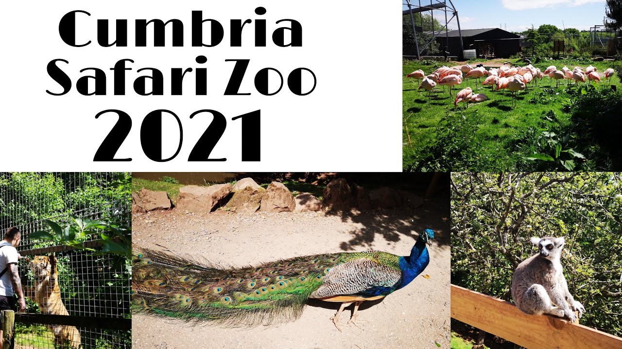 Cumbria South Lakes Safari Zoo 2021 | Day Out with Kids at Cumbria ...