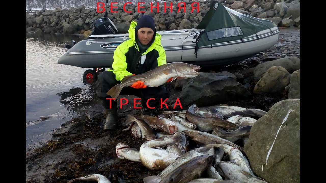 ВЕСЕННЯЯ ТРЕСКА / Баренцево море / The SPRING COD / Barents sea - YouTube