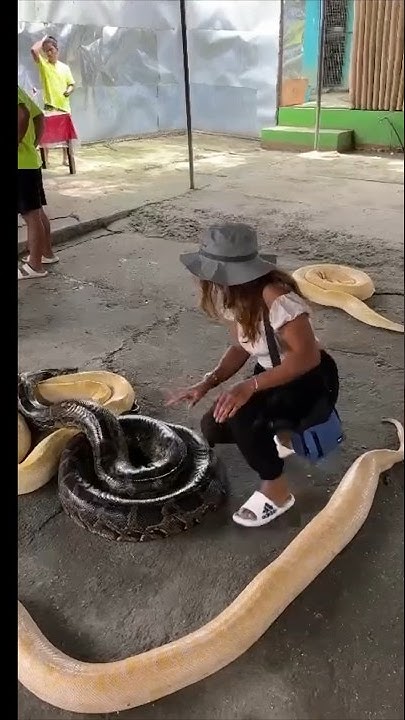 Python Snakes in BOHOL PHILIPPINES #shorts #snakes - YouTube