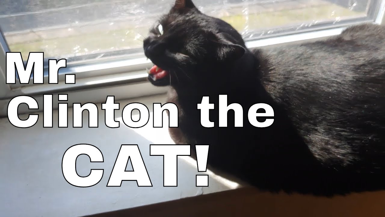 Clinton the cat - YouTube