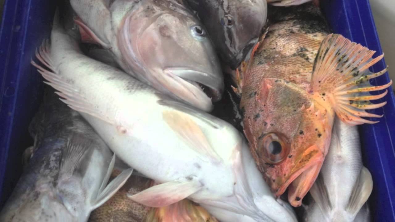 Dunedin Green Watch Fishing Trip - YouTube