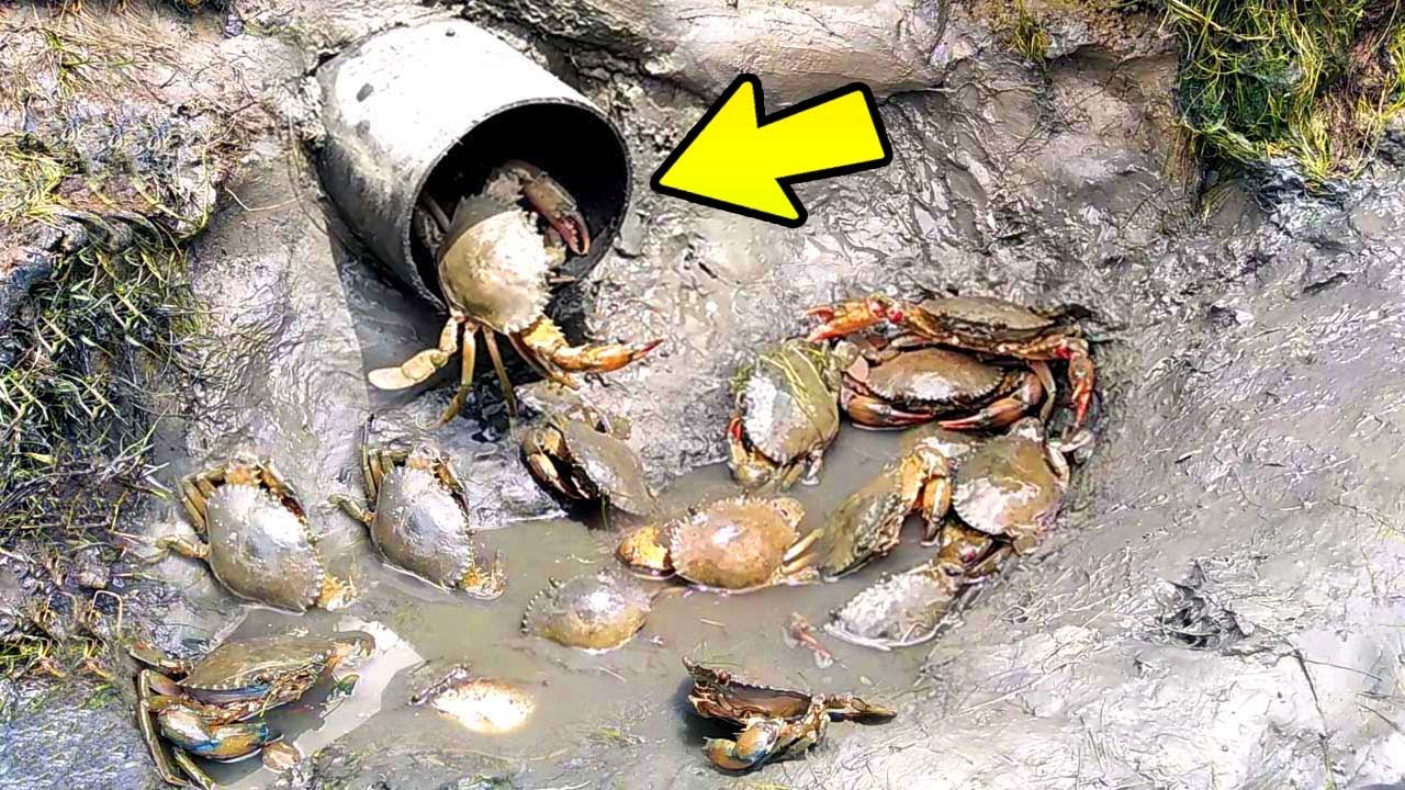 Build Deep Hole Underground Crab Trap Using PVC Pipe || Unique Way Of ...