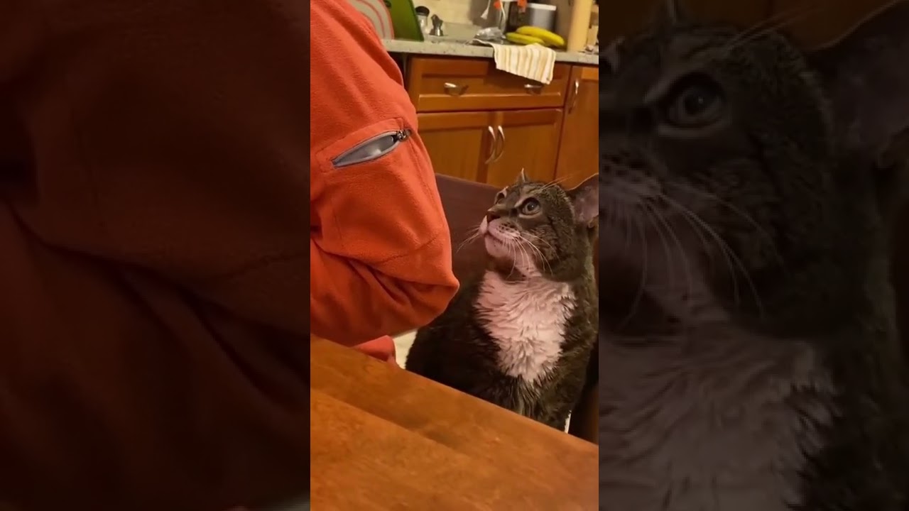 Tube Cats Cute Cat Is Sahing Someting To Man - YouTube